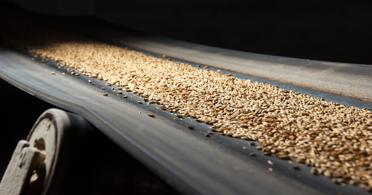 El proceso de malteado en 3 pasos - SABEER, la Academia de la Cerveza