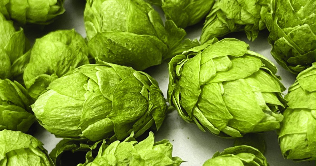 ¿Qué es el lúpulo de la cerveza? - SABEER